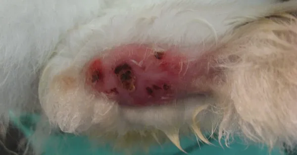 Pododermatite Coniglio e Cavia